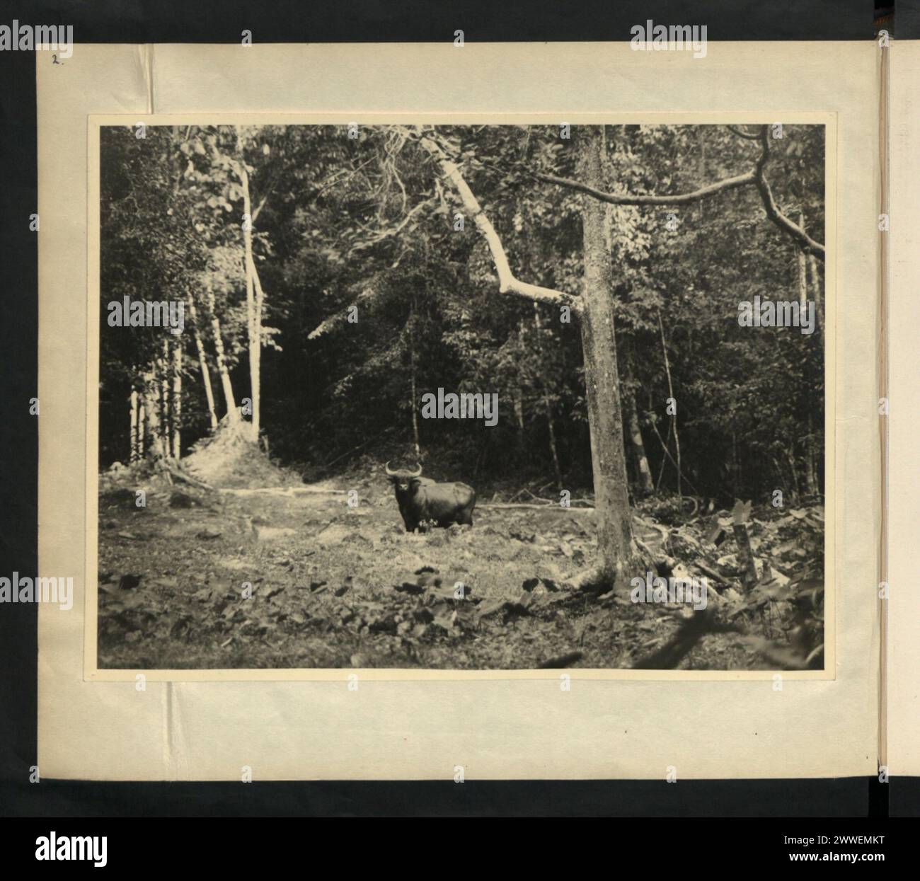 Description: Photographs of Seladang, taken by chief game warden, Mr. Theodore Hubback, in ...