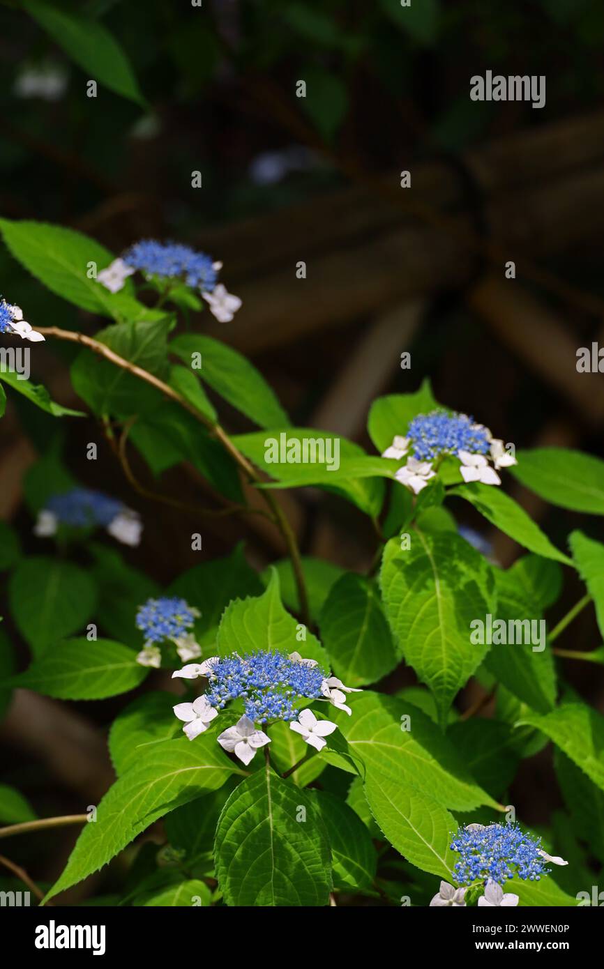 Mountain hydrangea flowers blooming in a corner of a Japanese garden ...