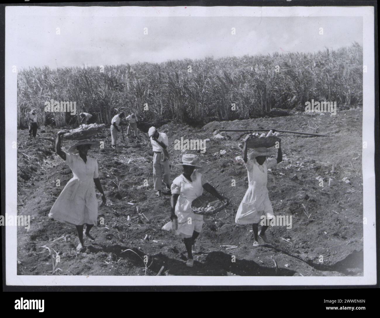 Sugarcane setts hi-res stock photography and images - Alamy