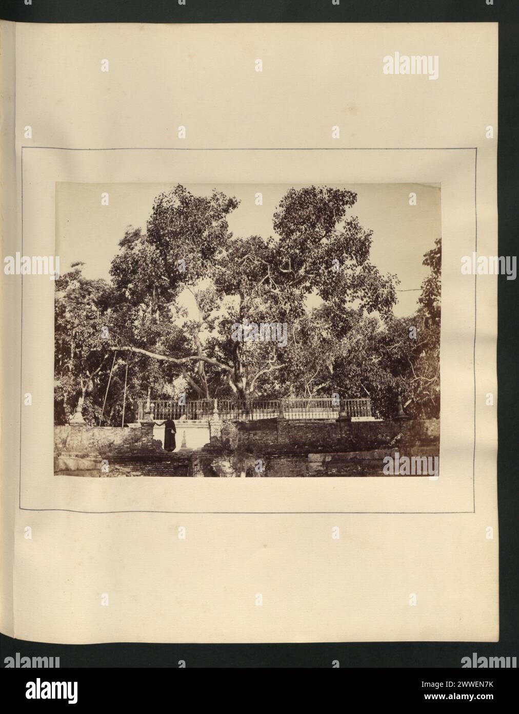 Description: Anuradhapura. The sacred Bó tree. View from the east. This ...