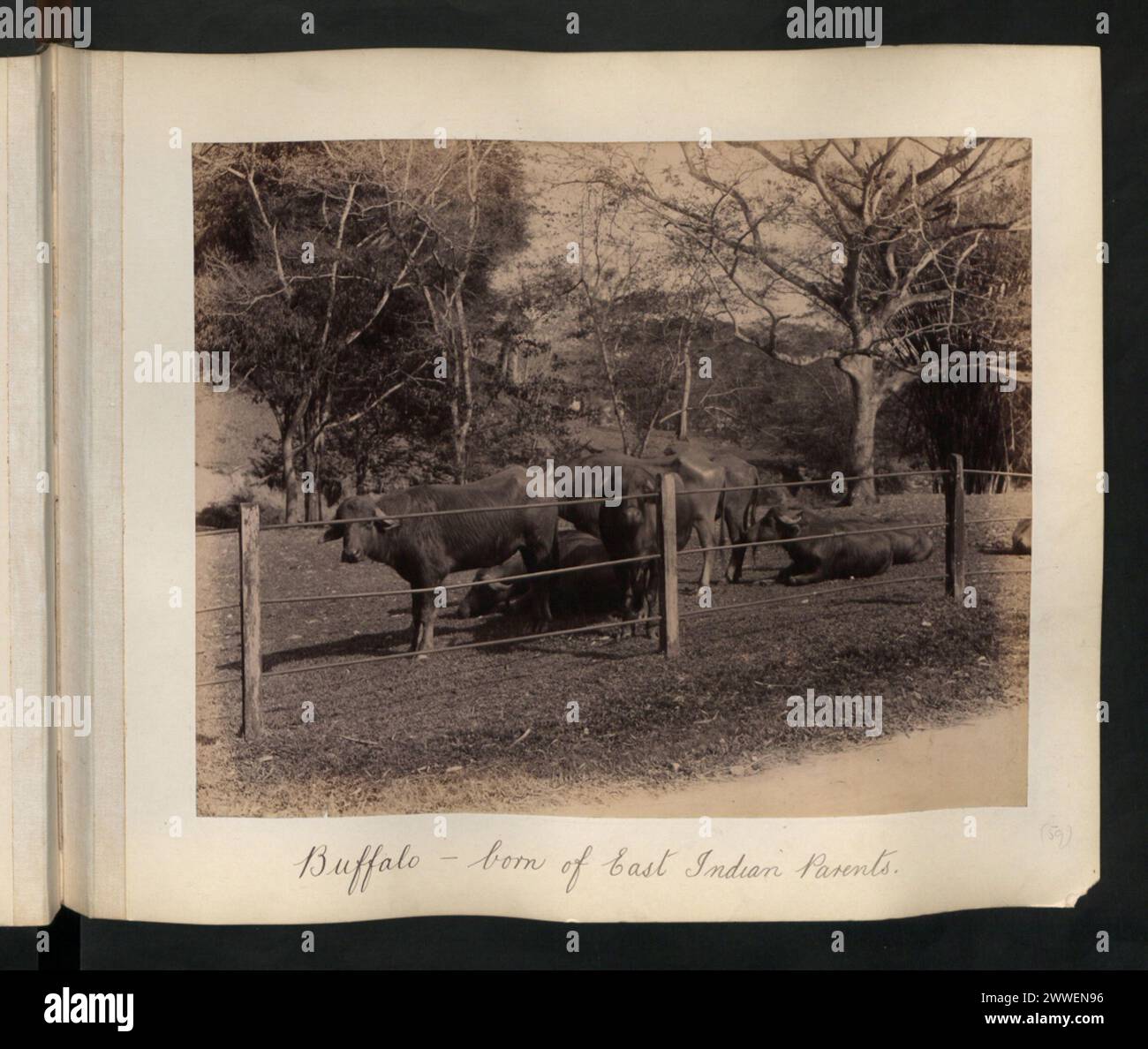 Buffalo in Trinidad and Tobago, 1870–1939, born of East Indian parents ...