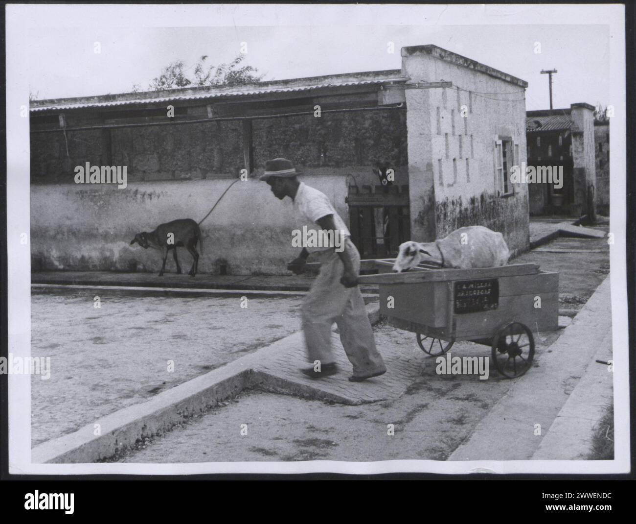 Barbados black bellied sheep hi-res stock photography and images - Alamy