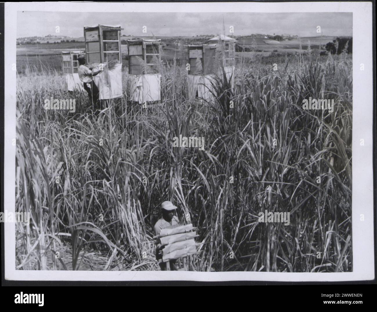 Sugarcane plot hi-res stock photography and images - Alamy