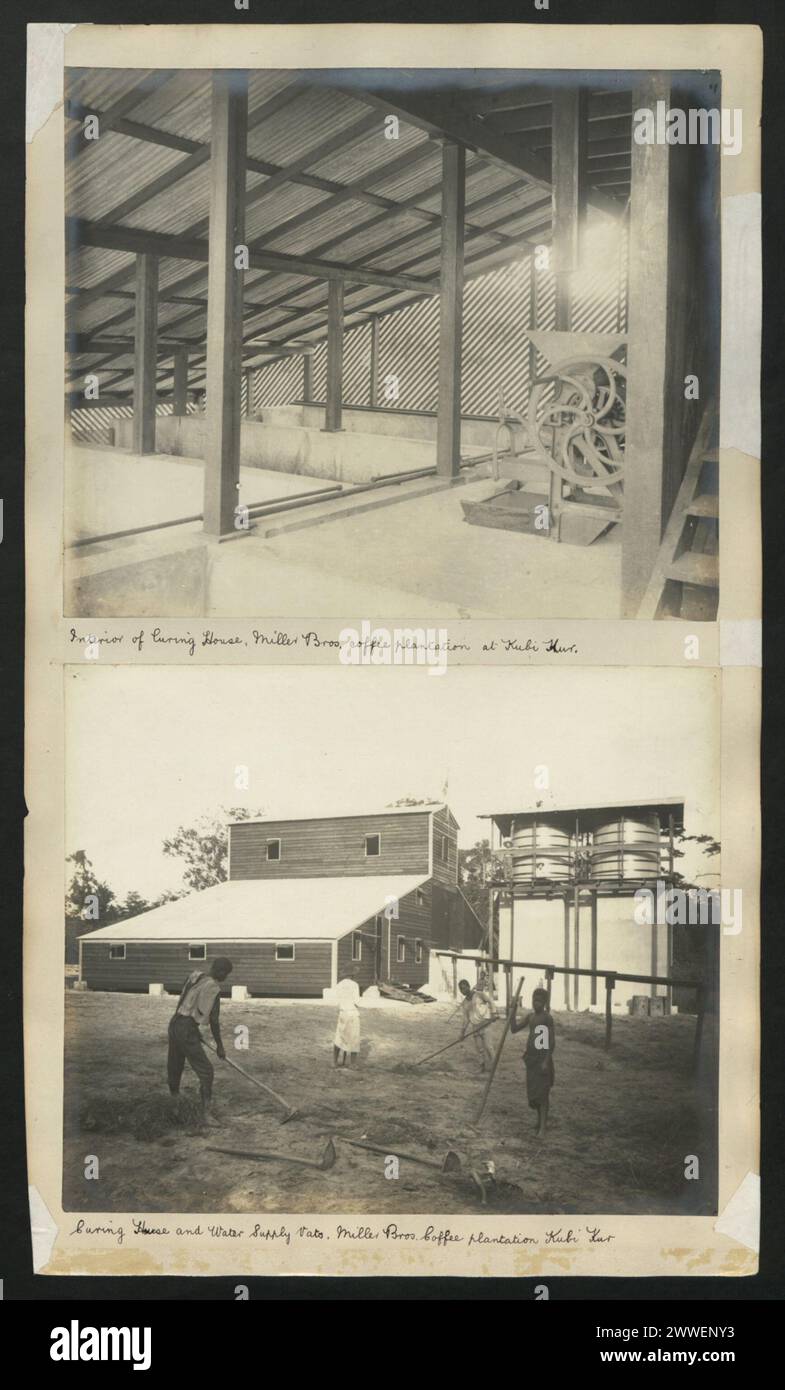 The interior of the curing house at Miller Bros. Coffee plantation in ...