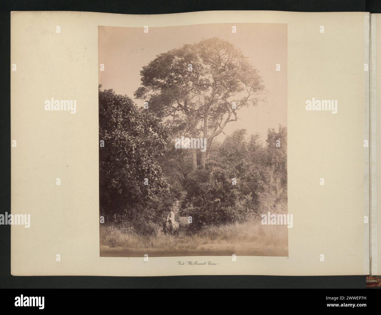 Milkwood tree hi-res stock photography and images - Alamy