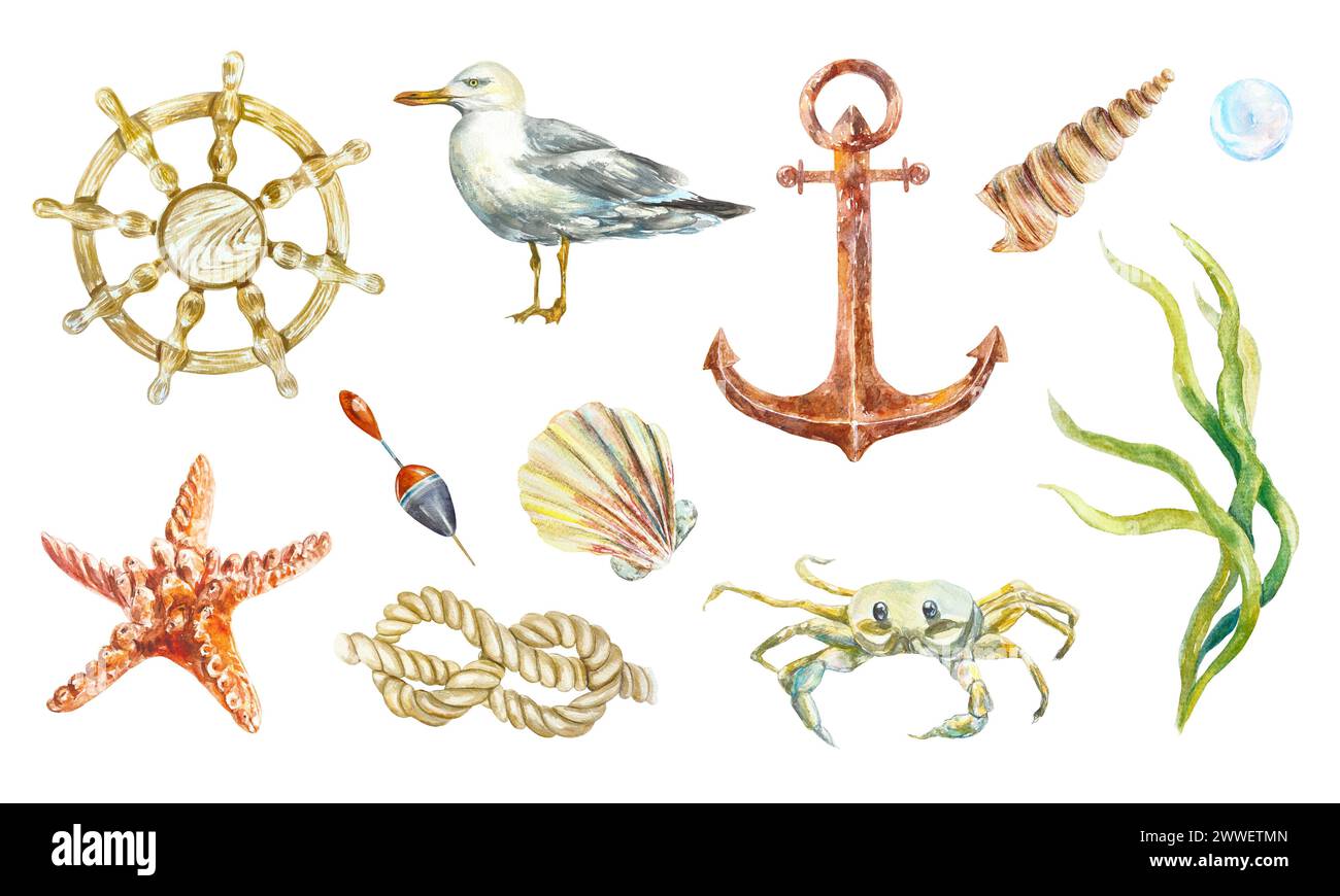 Seagull, shell, rope, starfish, anchor, seaweed, crab, sea set isolated ...
