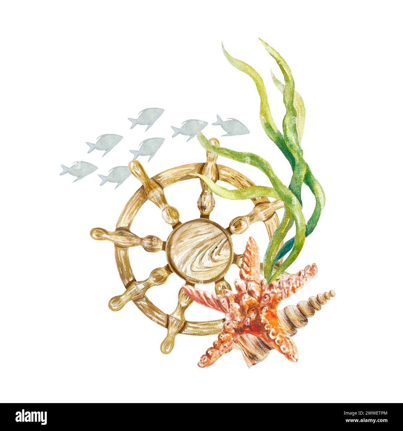 Sea rudder, seaweed, starfish, shell, fish isolated on a white ...