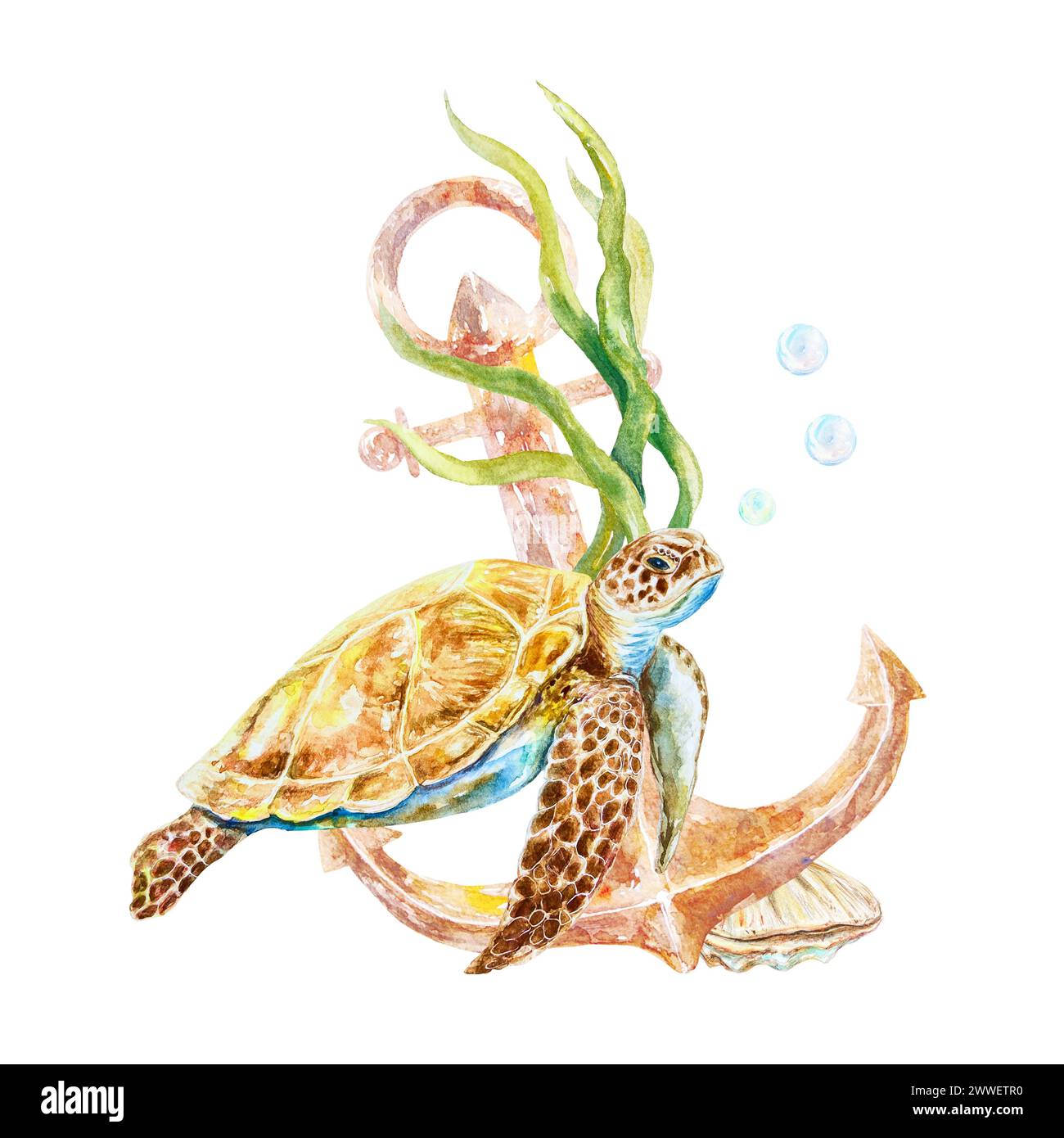 Anchor, seaweed, shell, turtle isolated on white background. Hand drawn ...