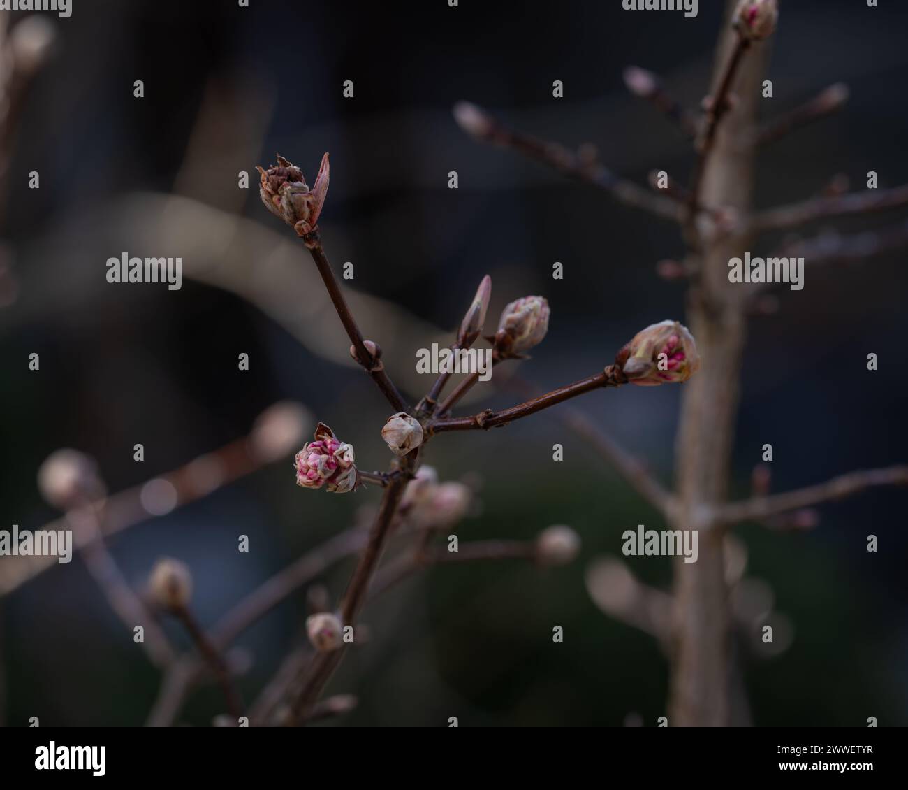 The first spring buds and leaves on branches. Ornamental plant branch ...