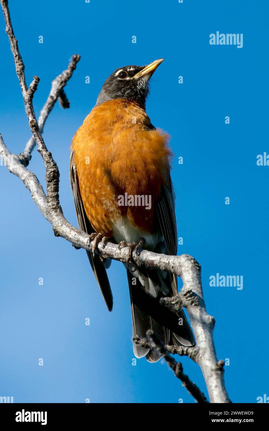 American robin in spring hi-res stock photography and images - Alamy