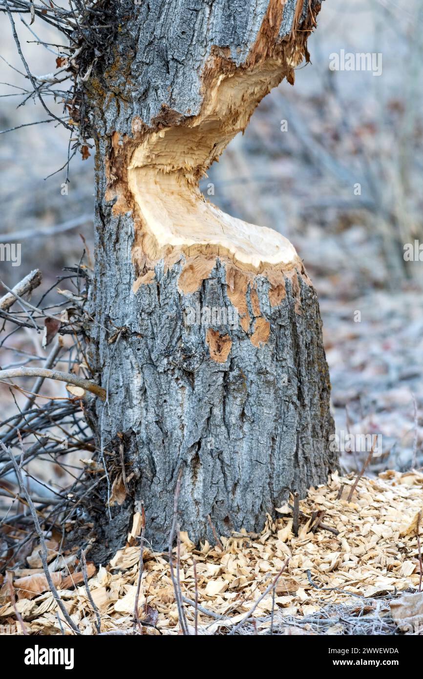 Beaver tree chew hi-res stock photography and images - Alamy