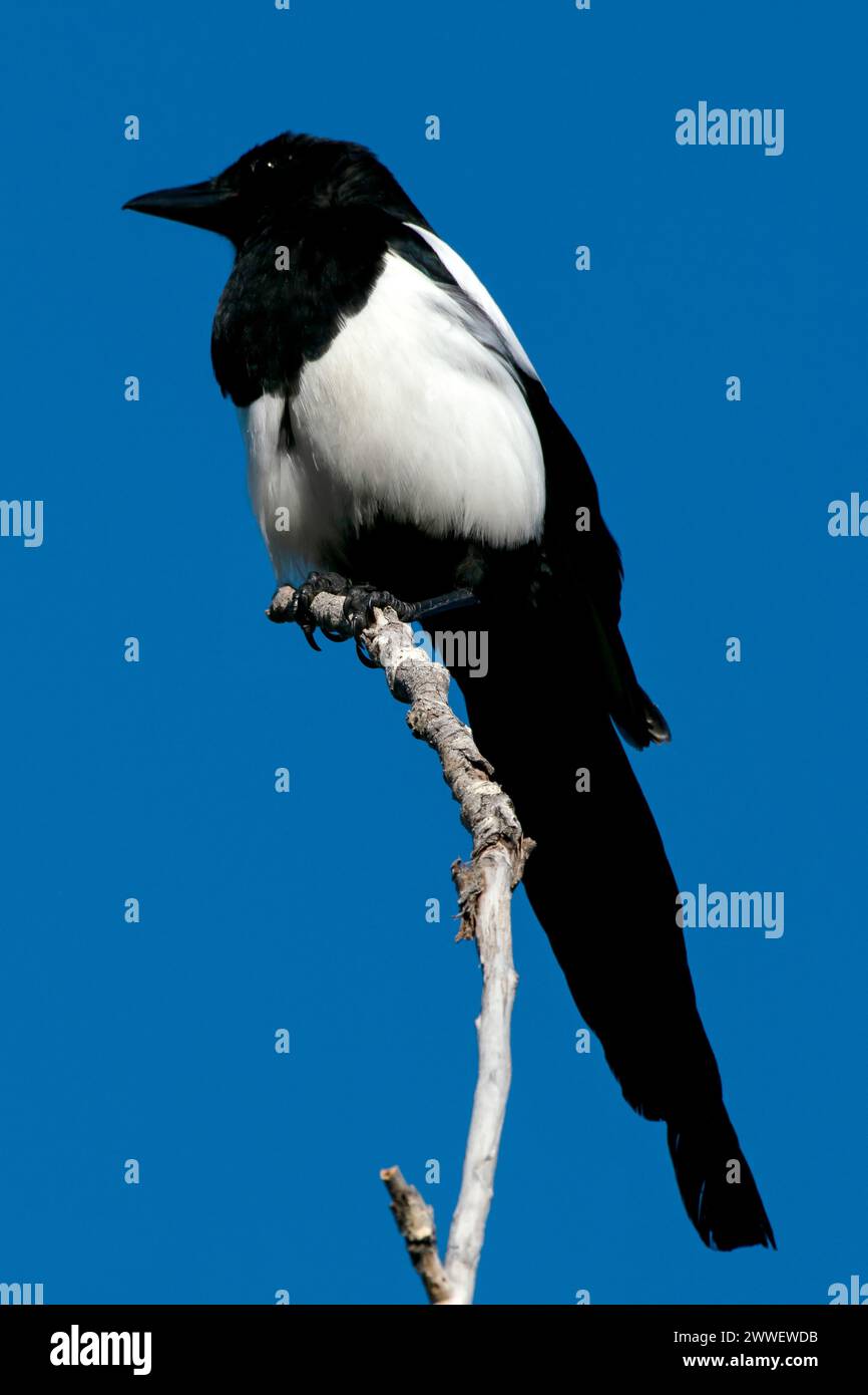 Black-billed Magpie in morning sun in Idaho Stock Photo - Alamy