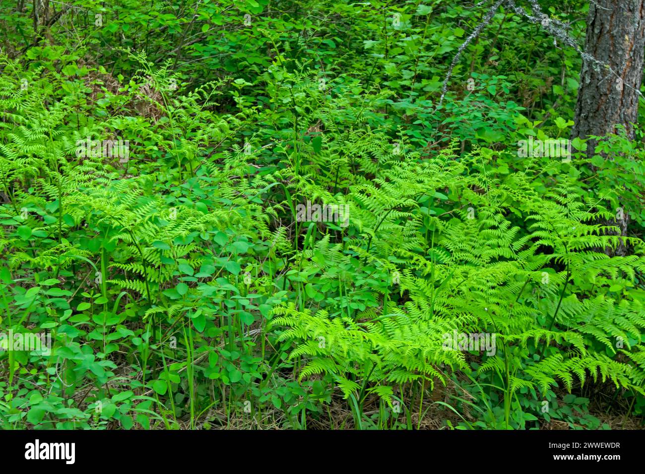 Brackern ferns hi-res stock photography and images - Alamy