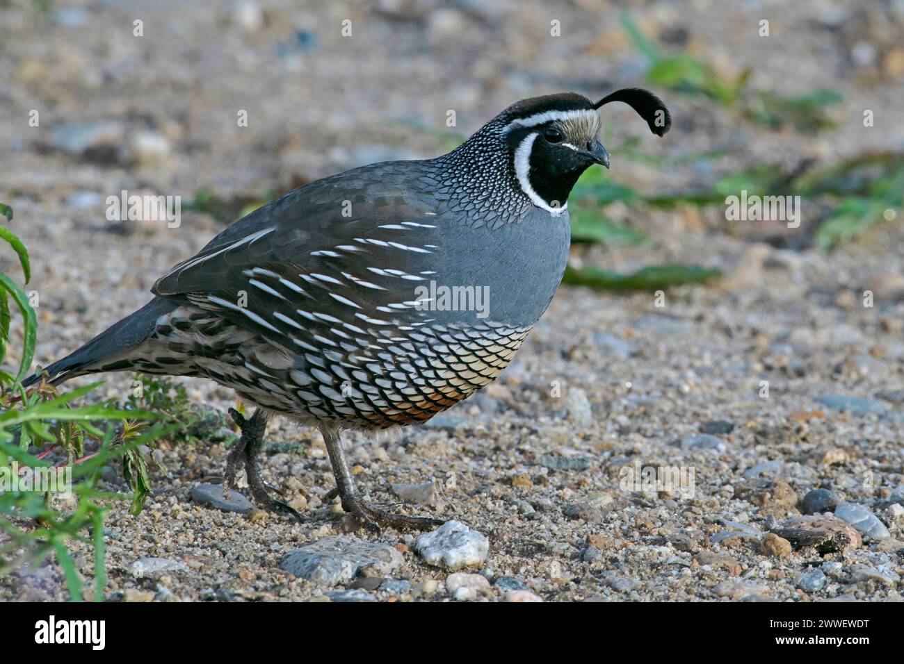 California Quail in Eagle Island State Park, Idaho Stock Photo - Alamy
