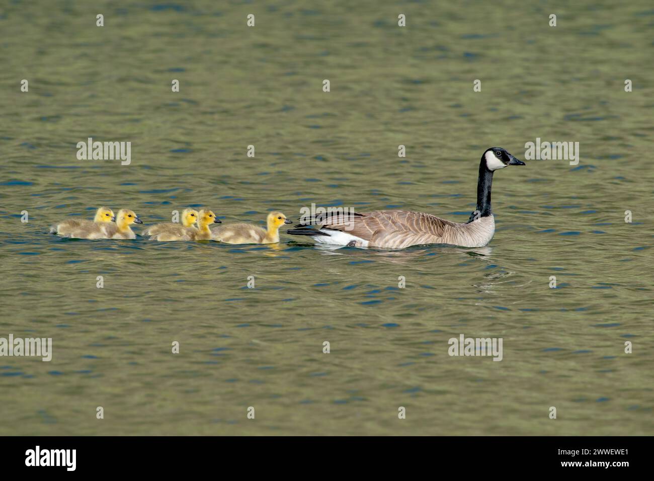 Adult goose and goslings hi-res stock photography and images - Alamy