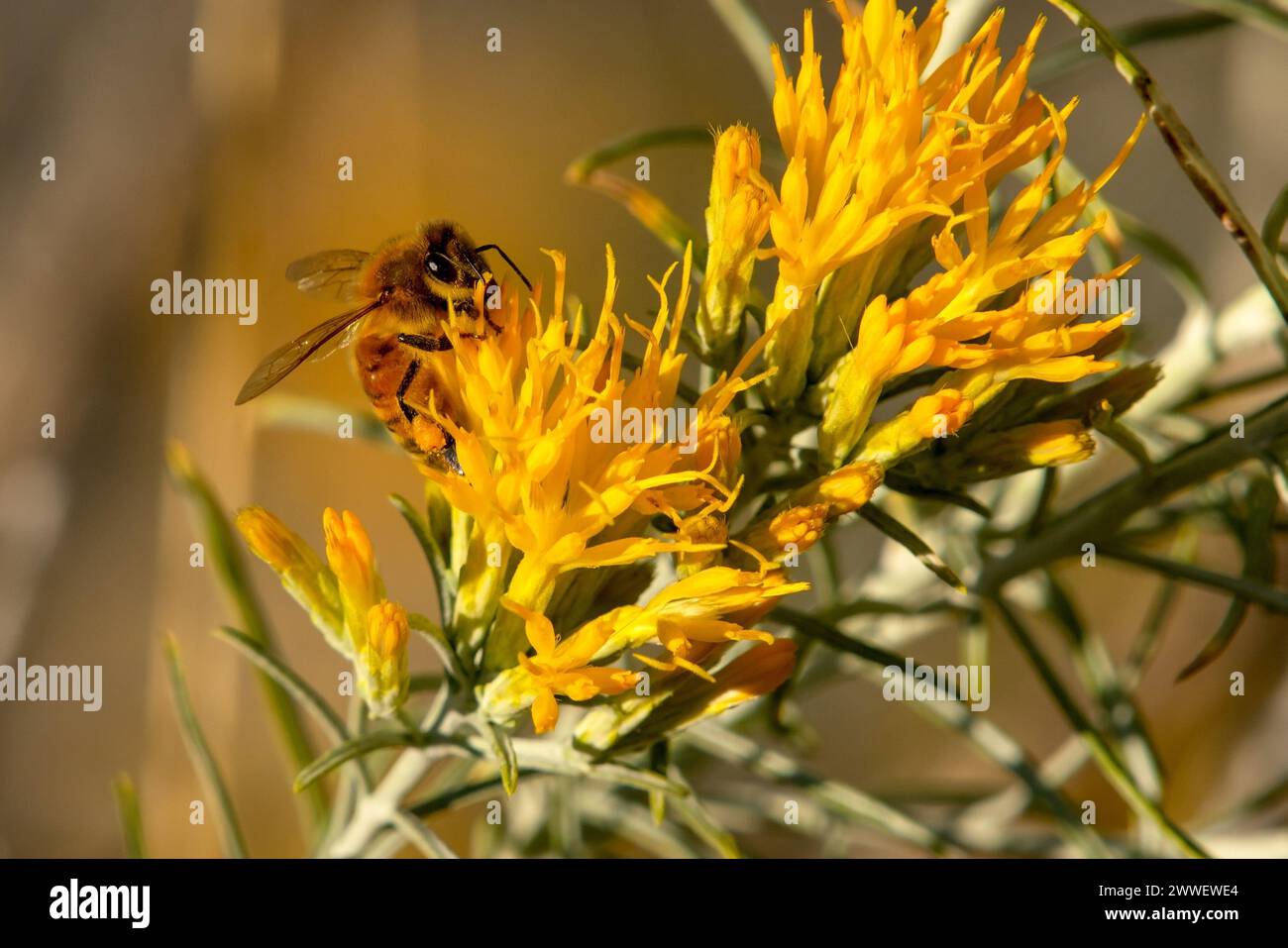 Western Honey Bee pollinating flowers in Idaho Stock Photo - Alamy