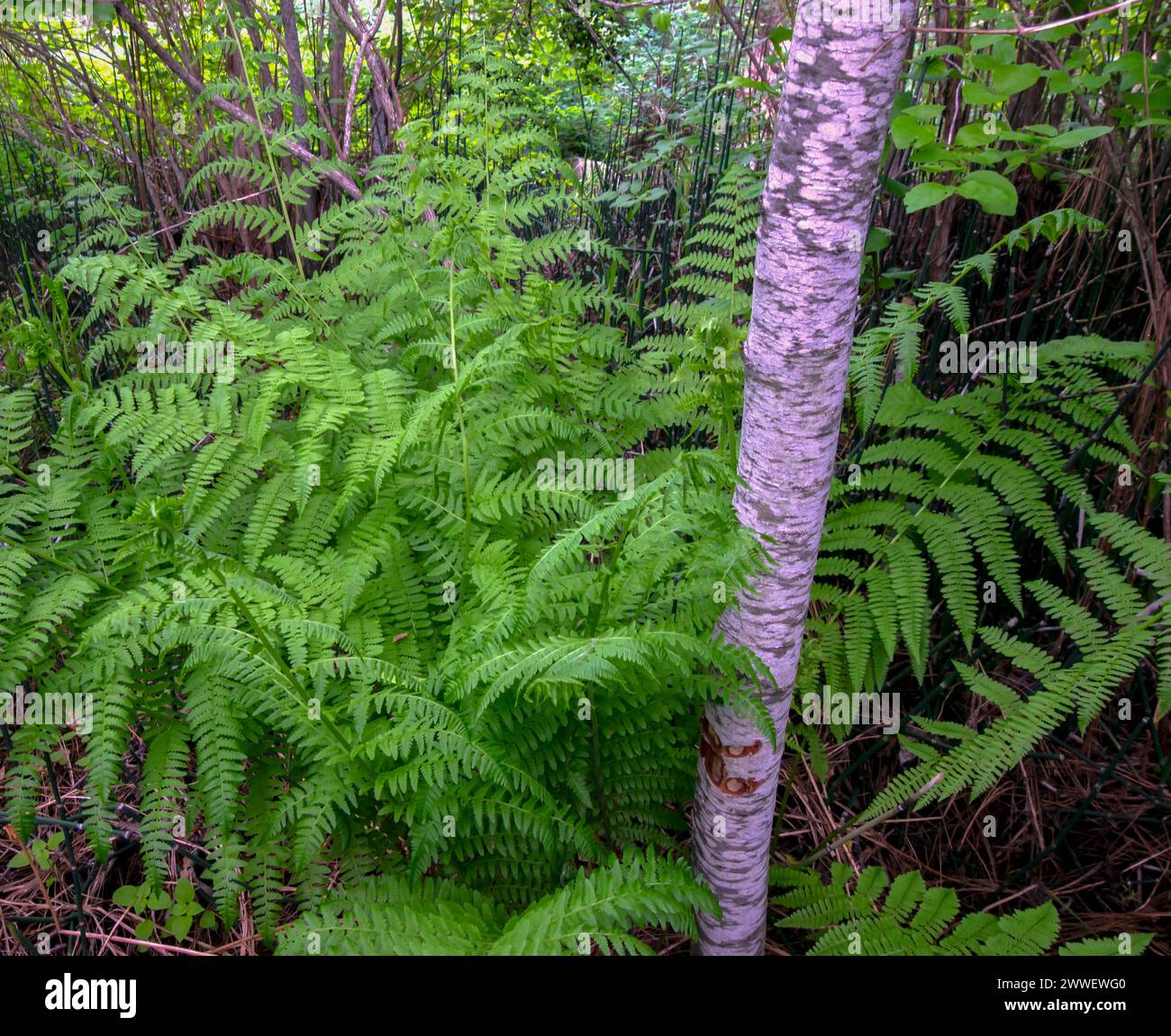 Boise national forest hi-res stock photography and images - Alamy