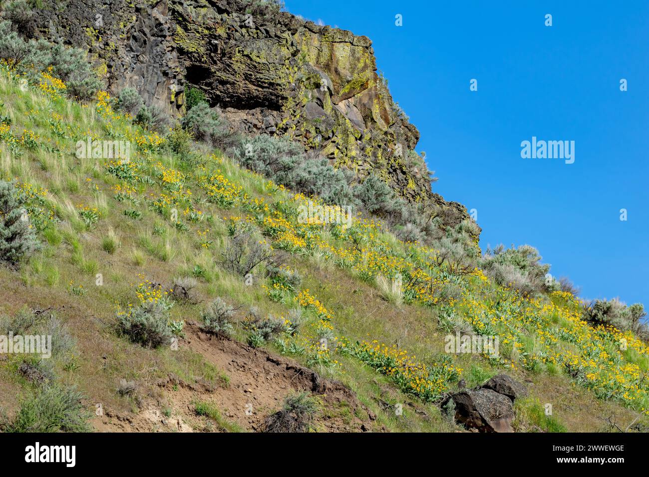 Wildflowers on slope hi-res stock photography and images - Alamy