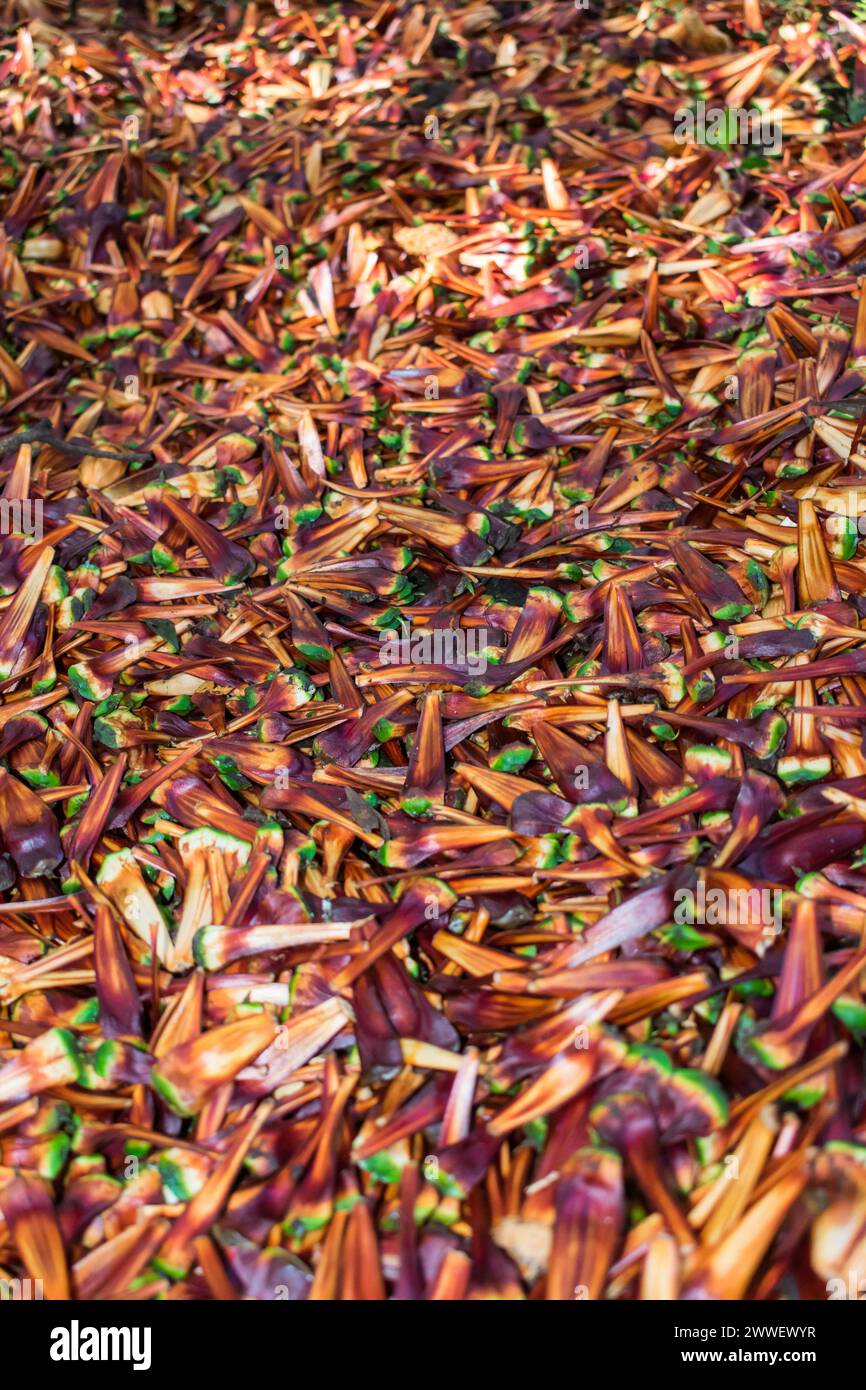 Araucaria pine cone shells, leftovers in the forest in Sao Francisco de ...