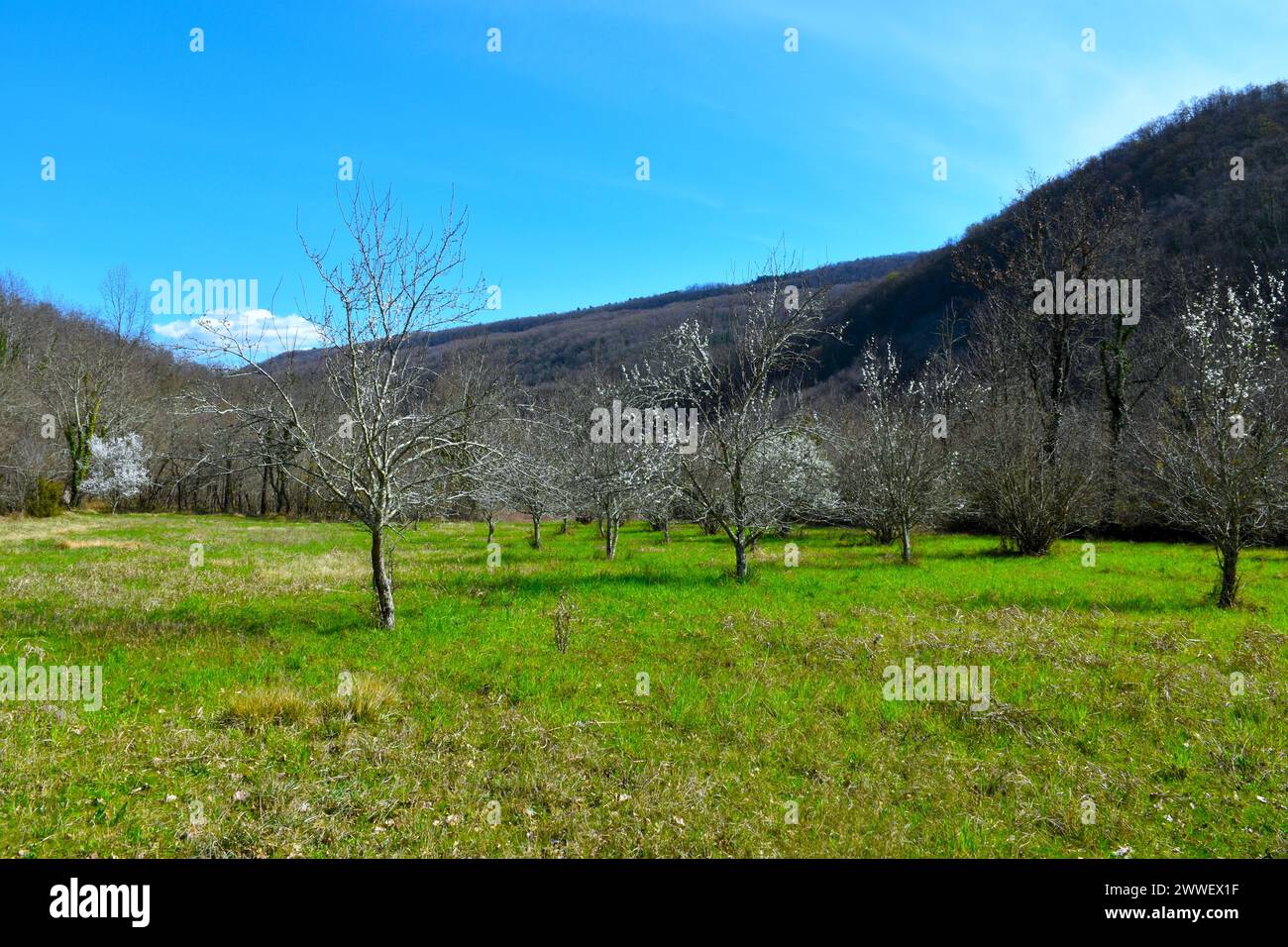 Meadow with white flowering trees and forest covered hills above in ...