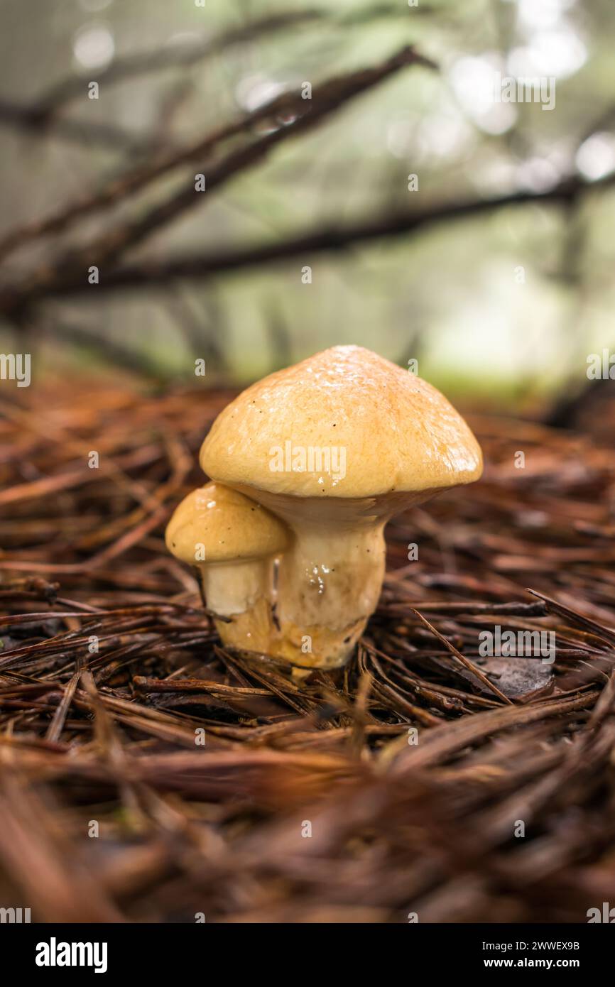 Suillus salmonicolor, wild edible mushroom in a Pine forest in Sao ...