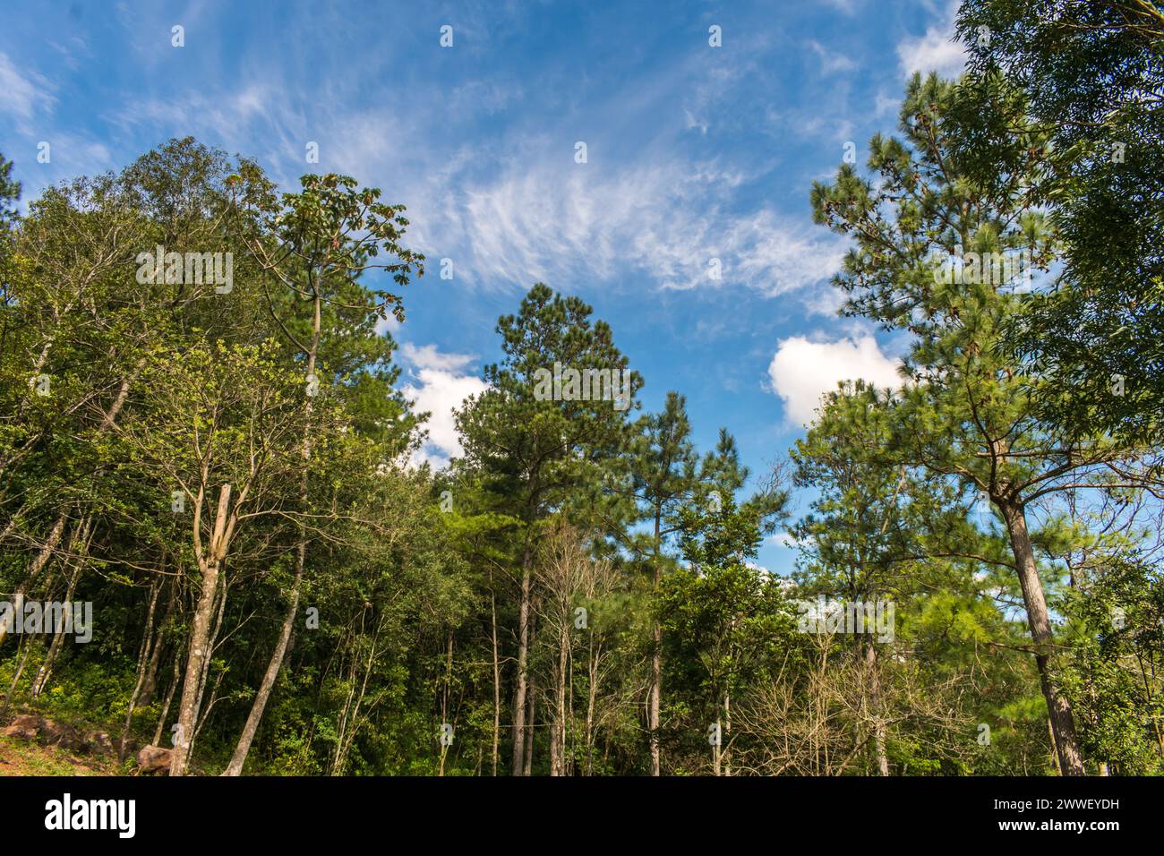 A view of the countryside (Carapina valley) of Sao Francisco de Paula ...