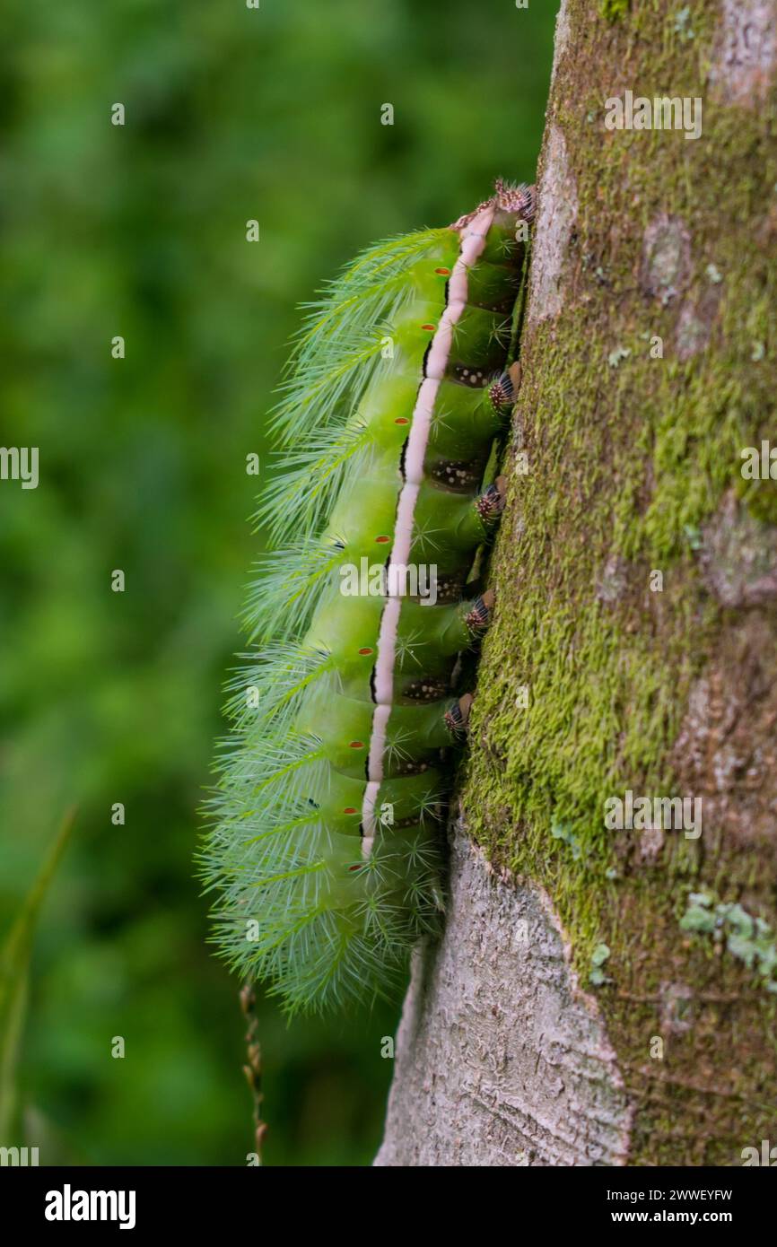 Green venomous caterpillar Automeris sp in Sao Francisco de Paula ...