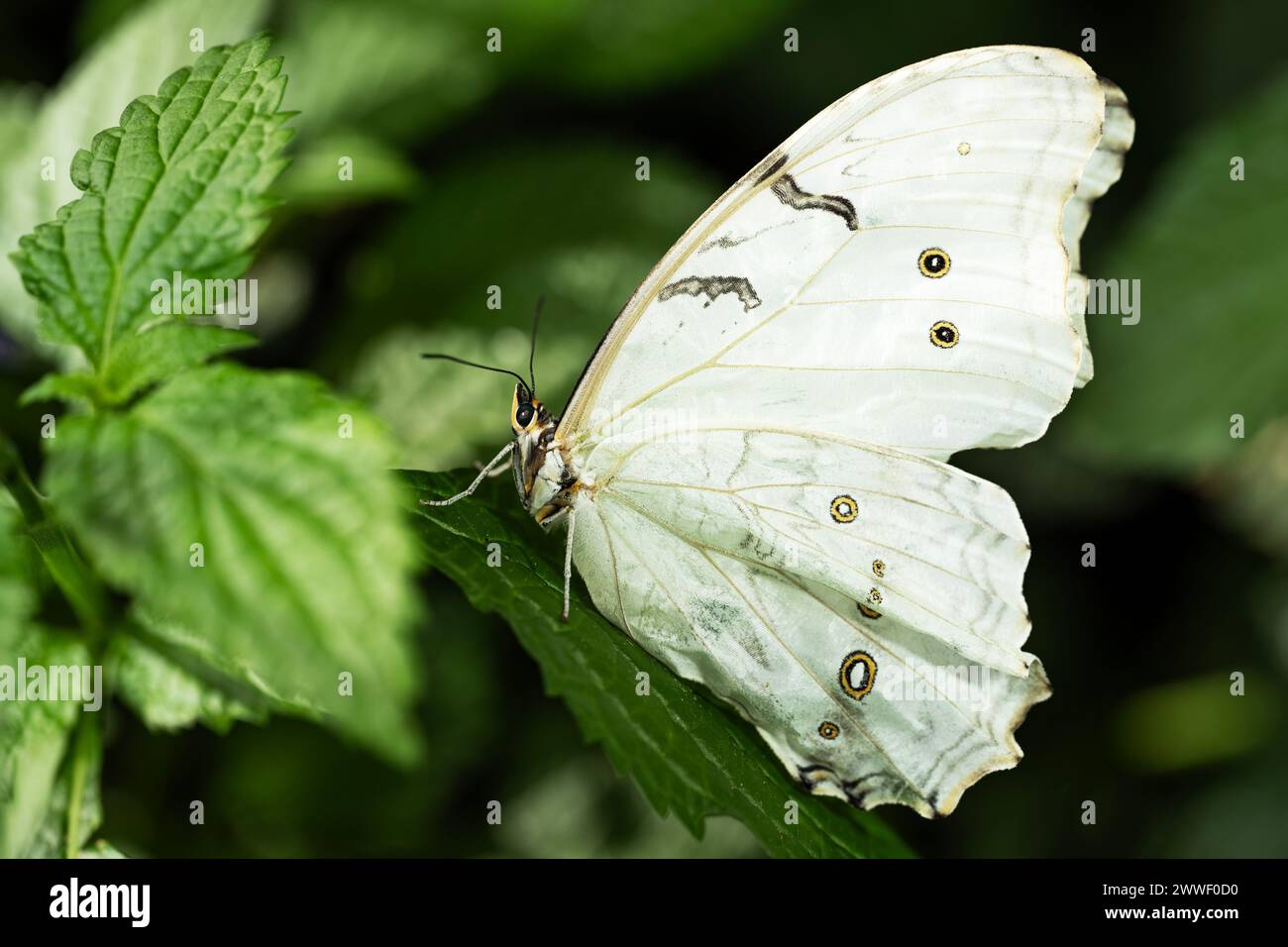 White morpho butterfly, Morpho polyphemus, of the Nymphalidae family ...