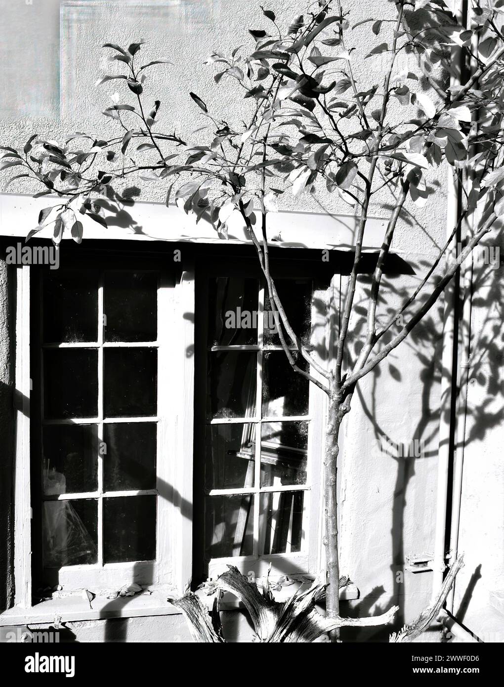 Monochrome building window tree leaves hi-res stock photography and ...