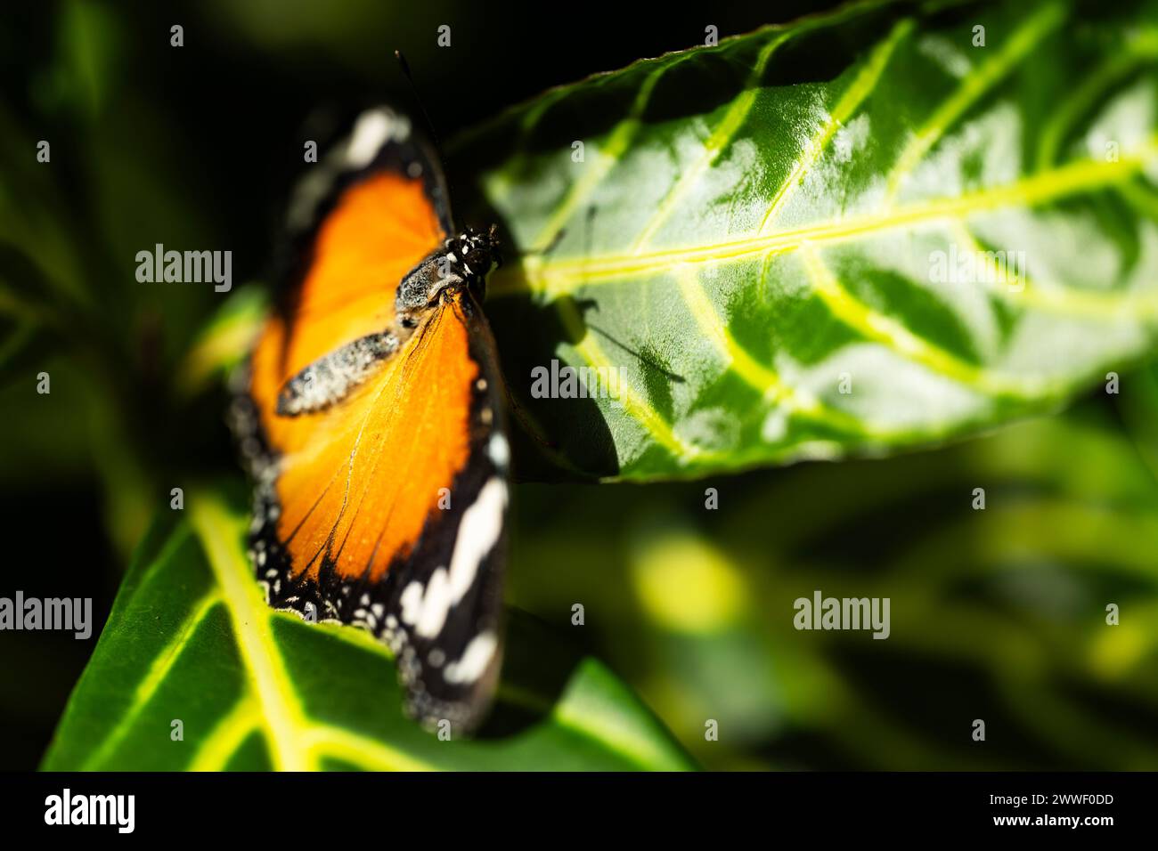 A plain tiger butterfly, Danaus chrysippus, of the nymphalidae family ...