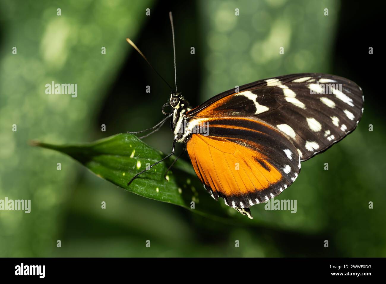 Tiger Longwing Butterfly, Heliconius hecale, of the Nymphalidae family ...