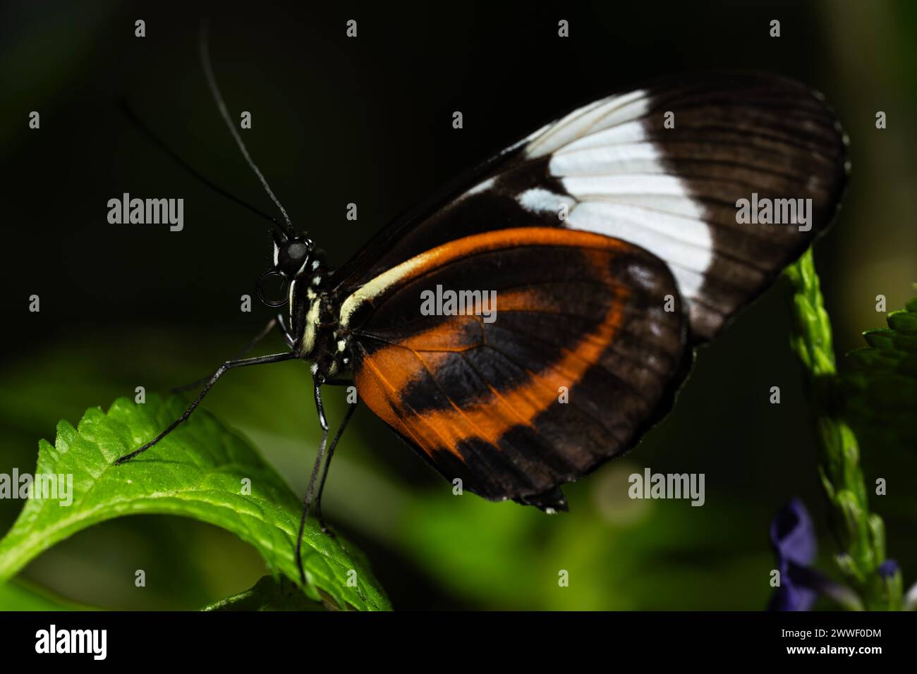 Tiger Longwing Butterfly, Heliconius hecale, of the Nymphalidae family ...