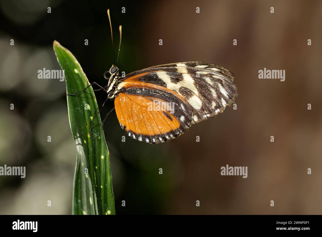 Tiger Longwing Butterfly, Heliconius hecale, of the Nymphalidae family ...