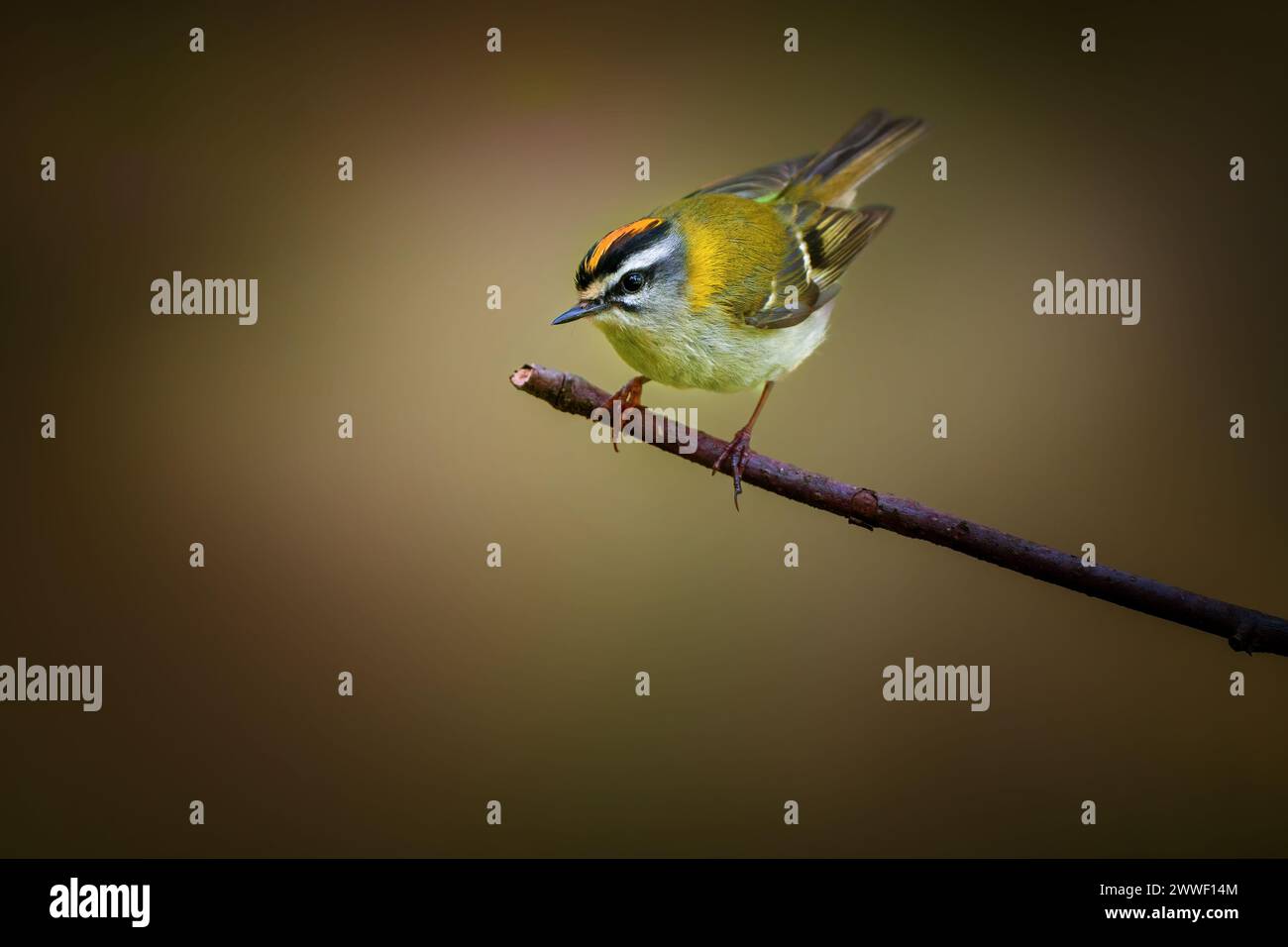 The common firecrest, also known as the firecrest Stock Photo - Alamy