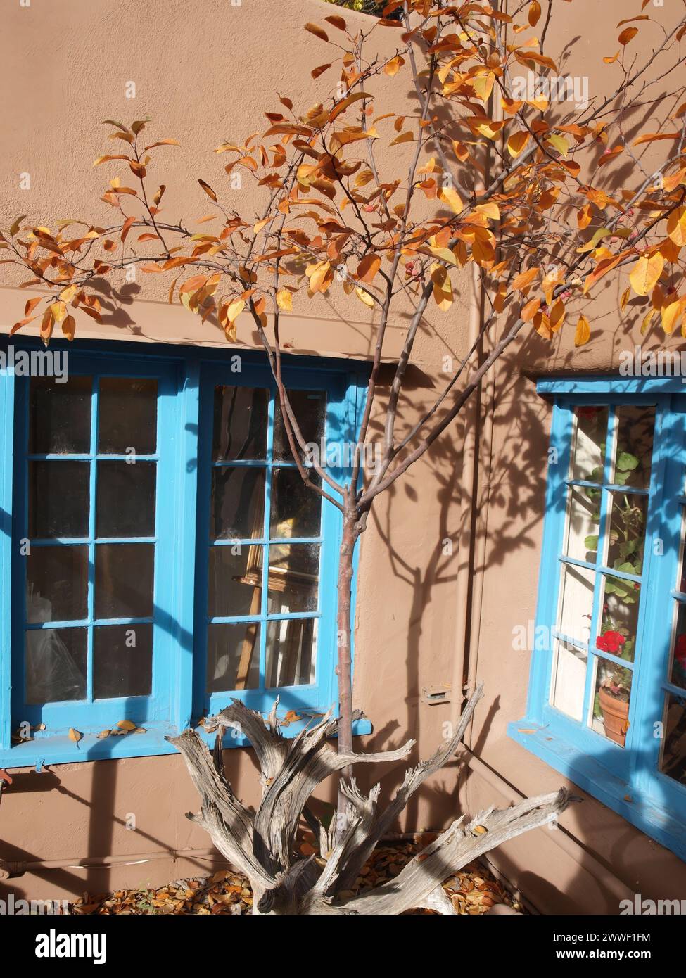 Autumn leaves and tree branch in front of adobe with blue windows Stock ...