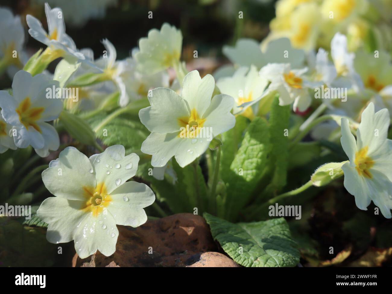 common Primrose after a light Rain shower Stock Photo - Alamy