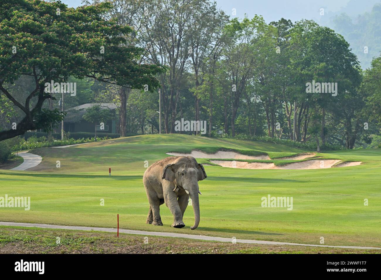 Mueang Nakhon Nayok, Thailand. 22nd Mar, 2024. "Plai Salika" a wild ...