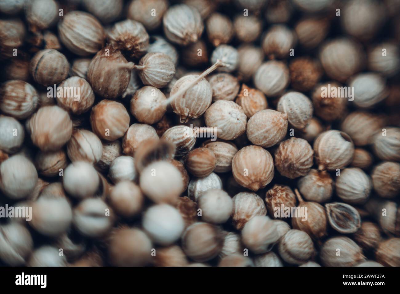 Blurred background Coriander seeds. Dried coriander seeds. Macro spices background Stock Photo ...
