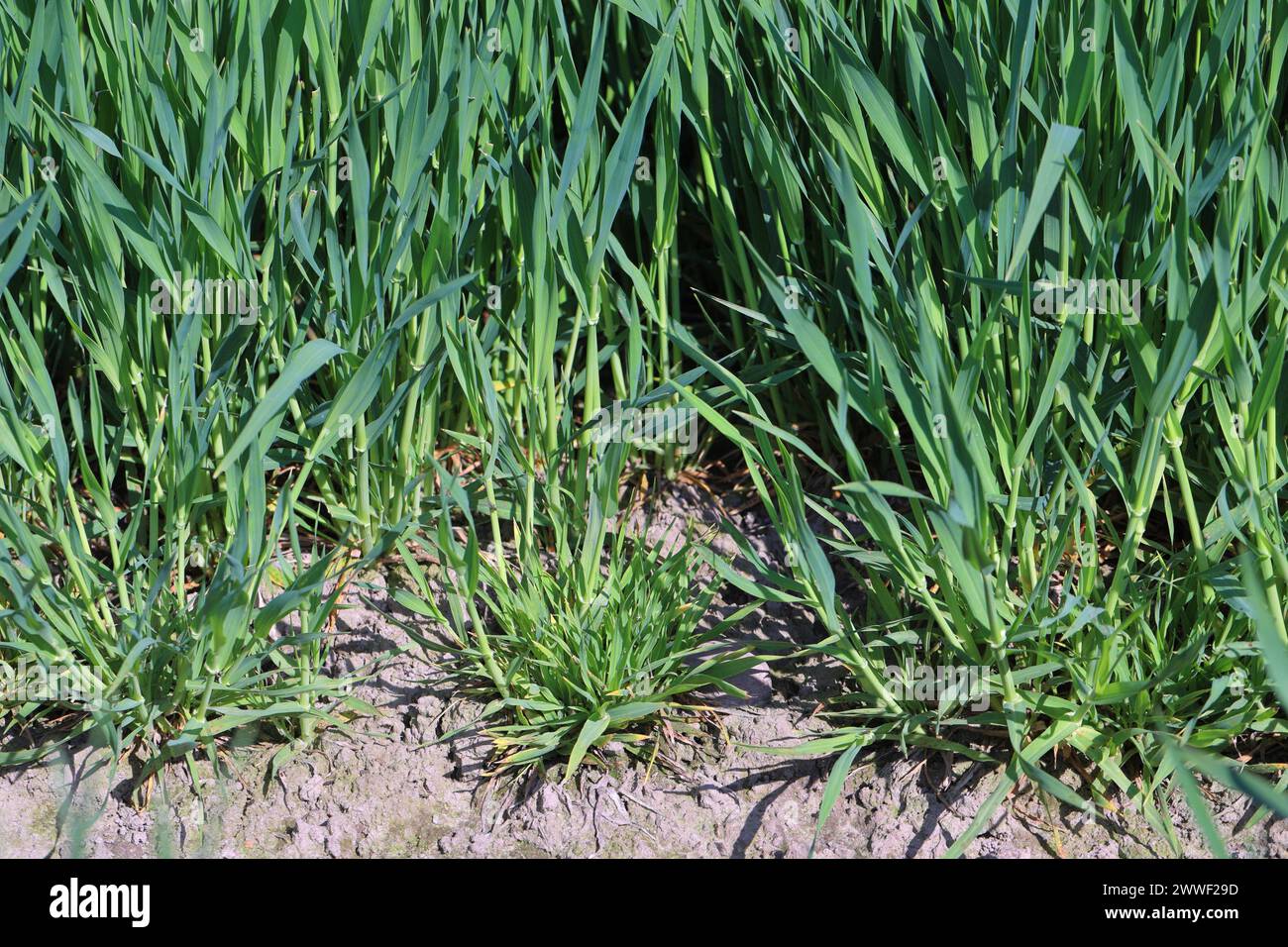 Focus of infection of barley yellow dwarf virus (BYDV), dwarf and ...