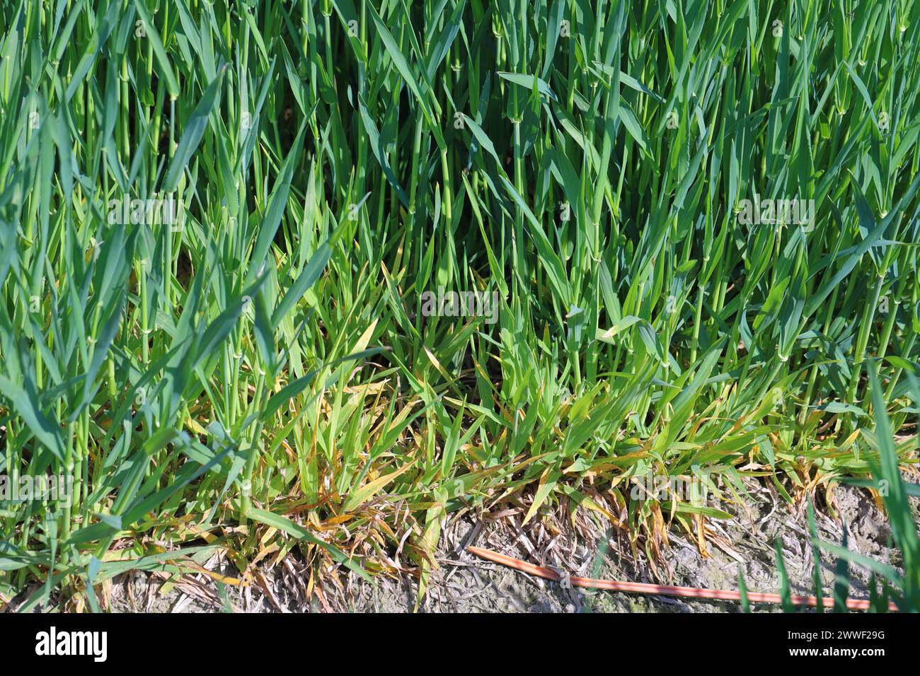 Focus of infection of barley yellow dwarf virus (BYDV), dwarf and ...