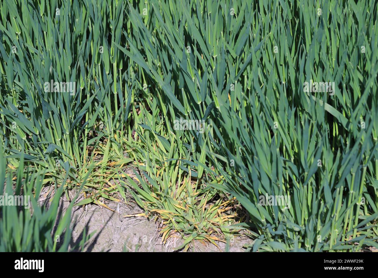 Focus of infection of barley yellow dwarf virus (BYDV), dwarf and ...