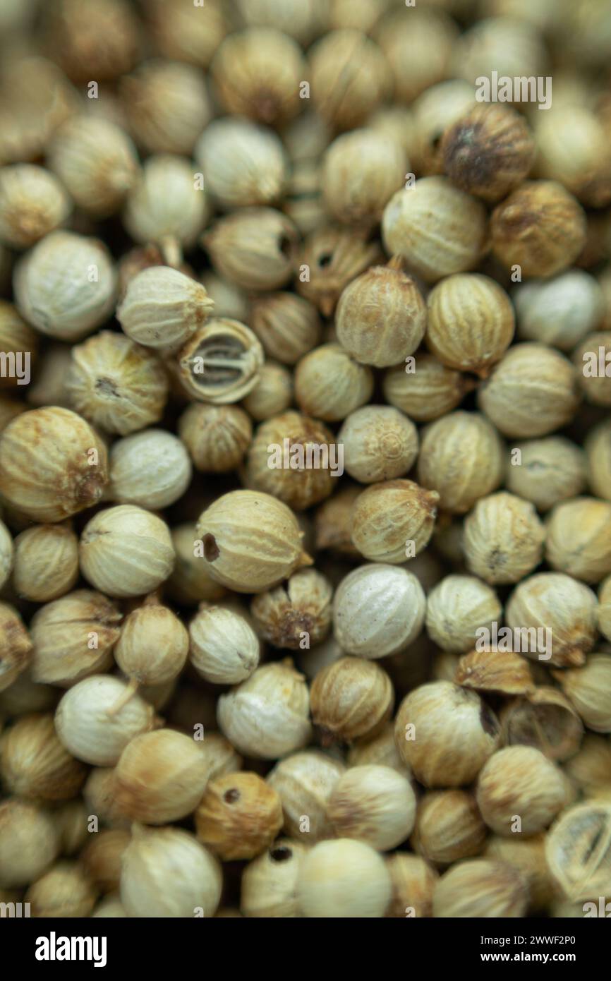 Blurred background Coriander seeds. Dried coriander seeds. Macro spices background Stock Photo ...