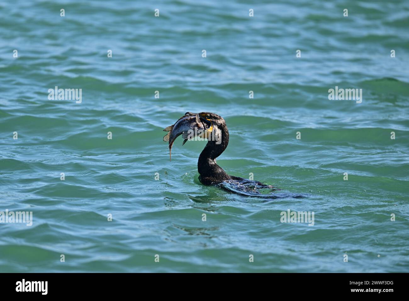 Double-crested Cormorant devouring a Huge Fish - Moss Landing, CA Stock ...