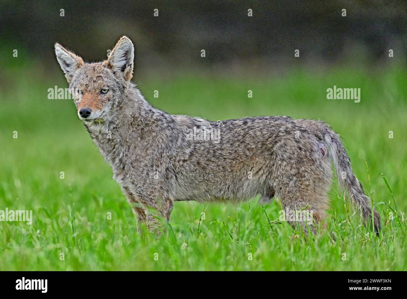 Cute Coyote Looking Around - Rancho, Cupertino Stock Photo - Alamy
