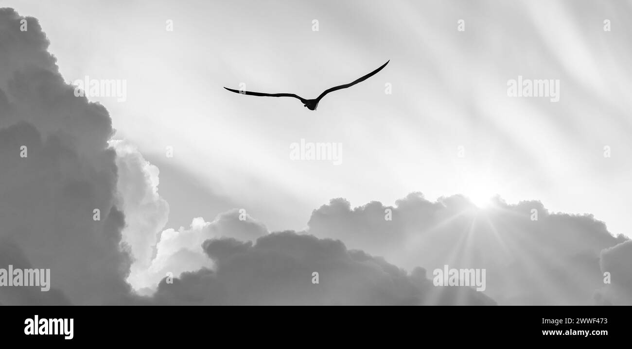 A Bird Silhouette Is Soaring Above The Clouds With Sun Rays Shining Through Black And White ...