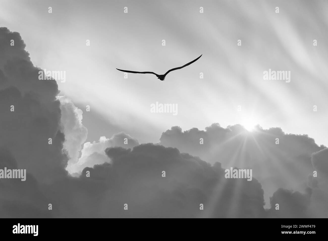 A Bird Silhouette Is Soaring Above The Clouds With Sun Rays Shining Through Black And White ...