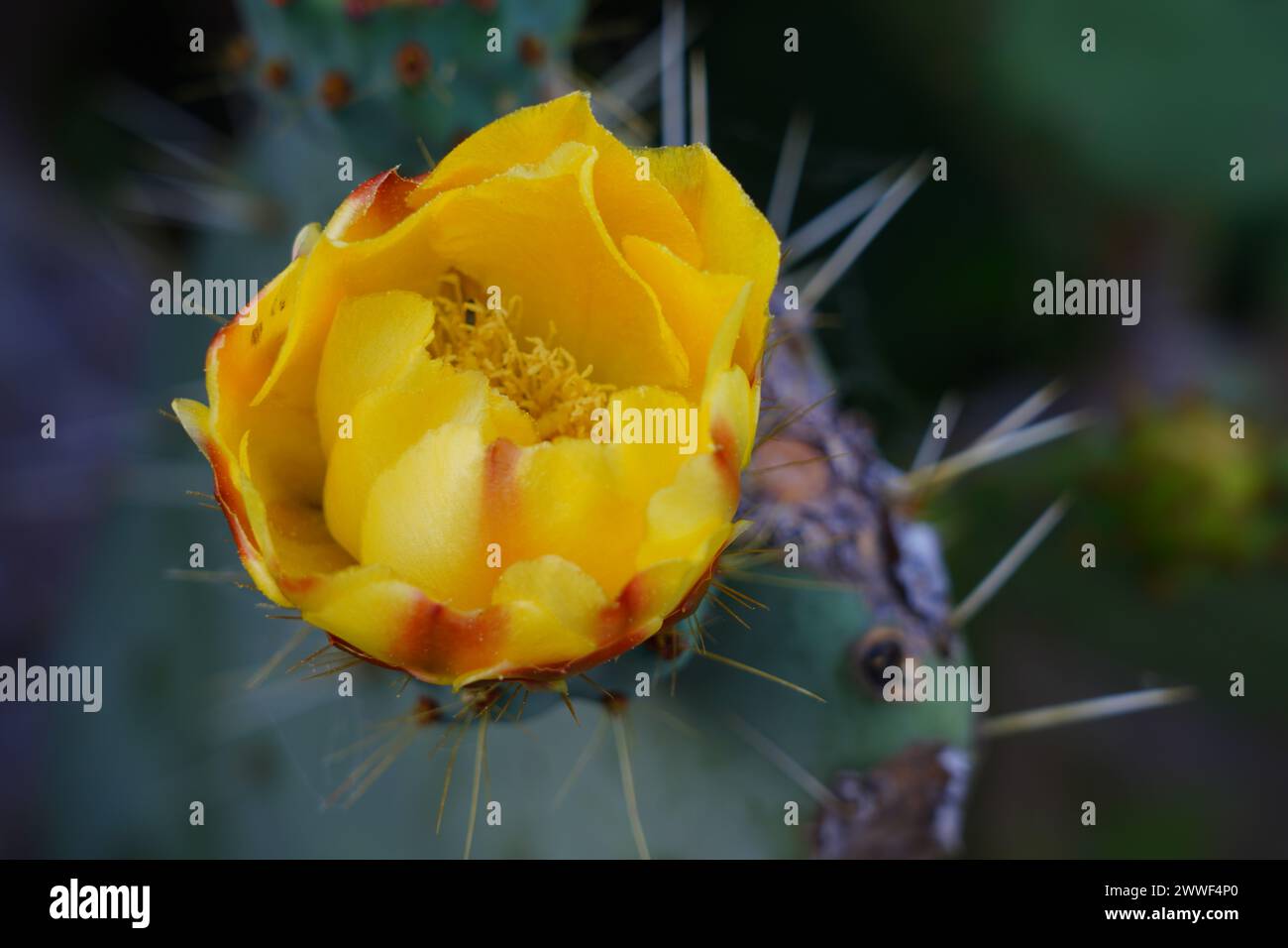 Red and yellow fruit of the prickly pear nopales cactus (opuntia ...