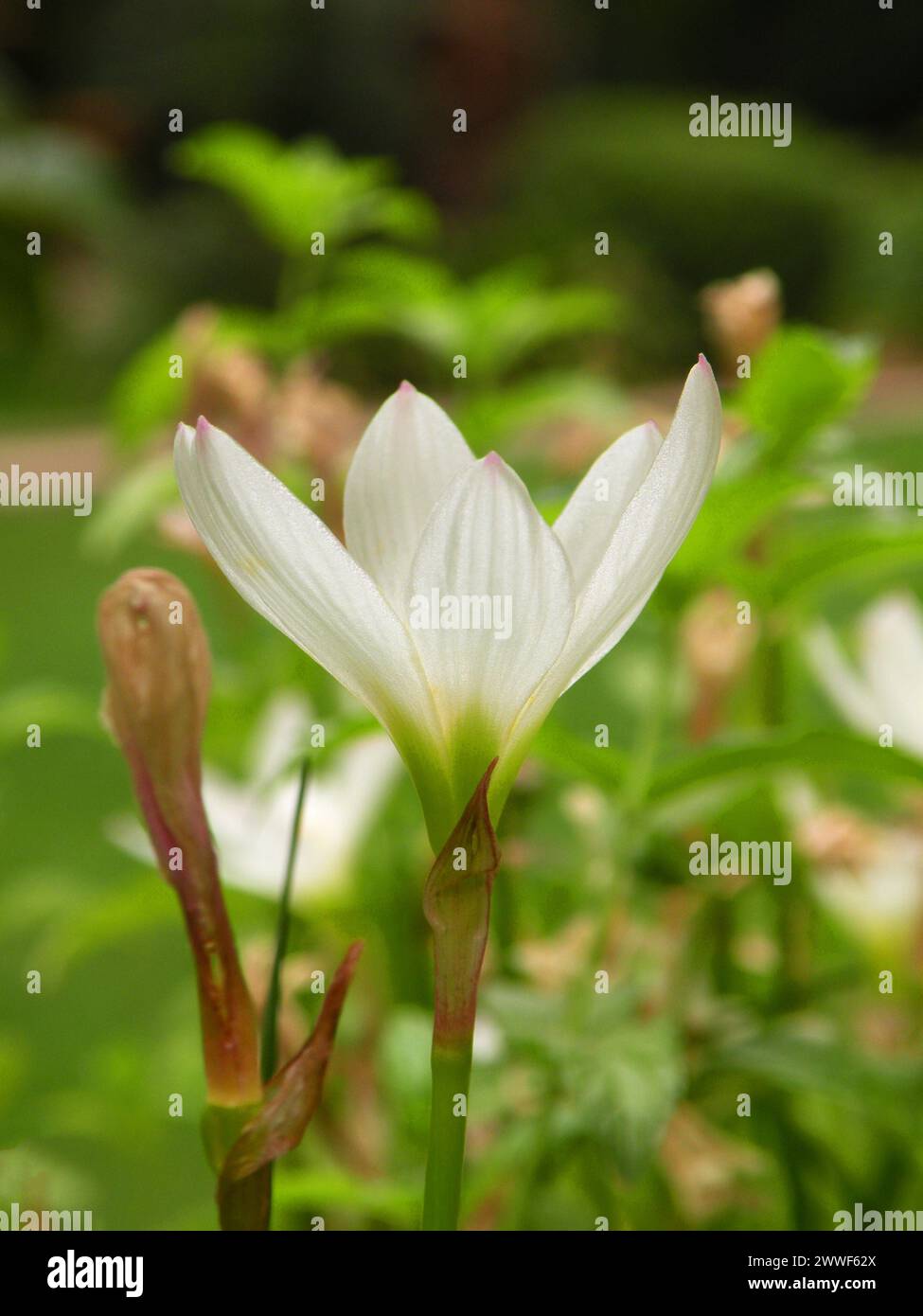 Zephyranthes candida, known as river lily Stock Photo - Alamy