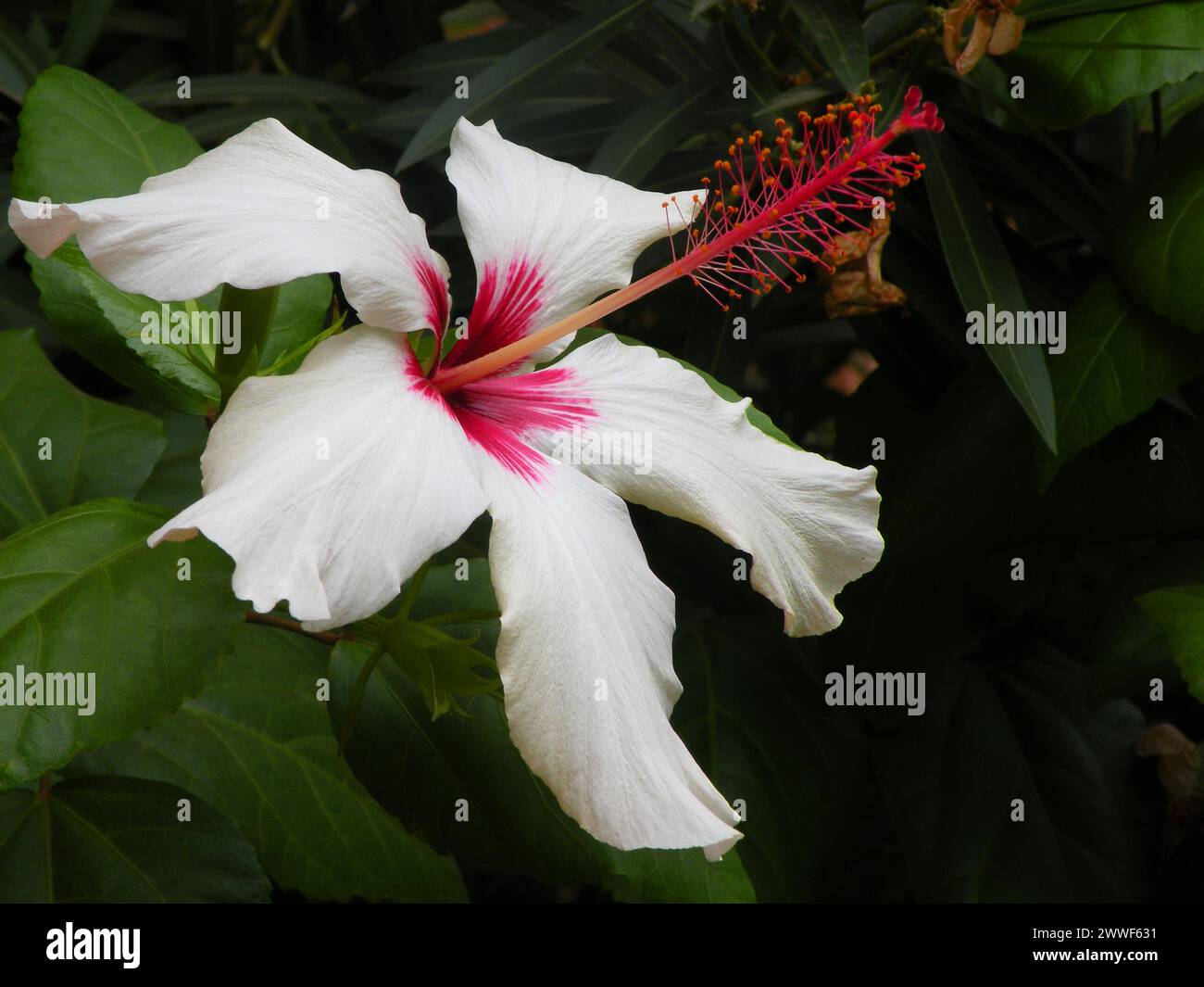 White hibiscus flower red center hi-res stock photography and images ...