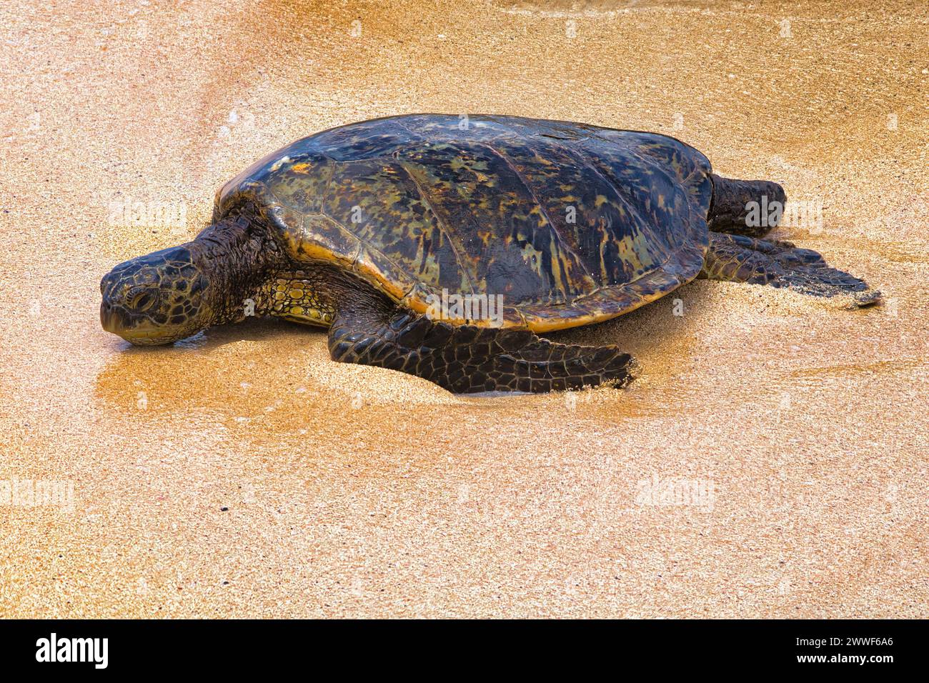 Green sea turtle resting on the wet sand beach at Ho'okipa on Maui ...